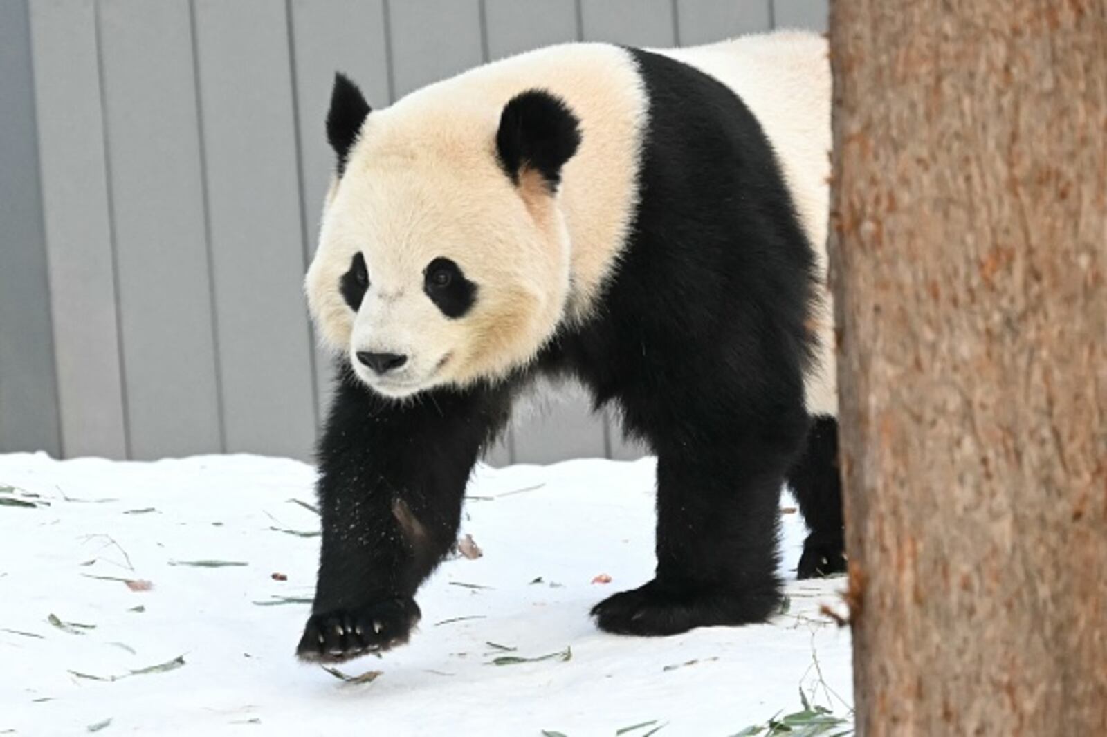 Welcome back: Pandas on display at National Zoo – WPXI